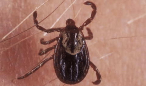 Ticks in Alaska: Understanding the Risks and Species - Sustainable Lyme ...