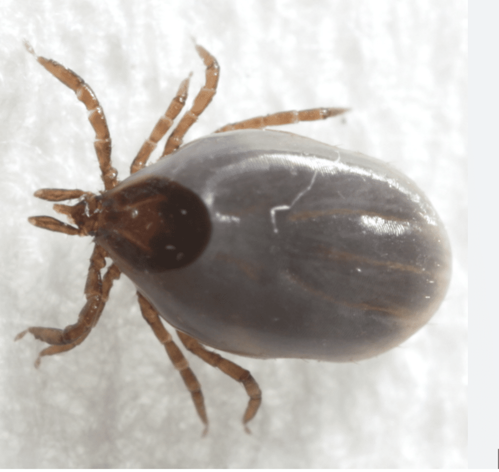 Ticks in Alaska: Understanding the Risks and Species - Sustainable Lyme ...
