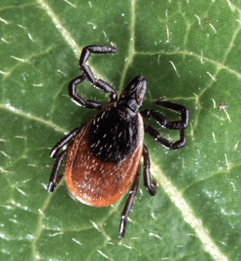 Ticks in Alaska: Understanding the Risks and Species - Sustainable Lyme ...