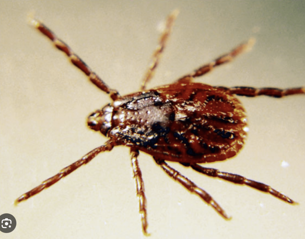 Ticks in Alaska: Understanding the Risks and Species - Sustainable Lyme ...
