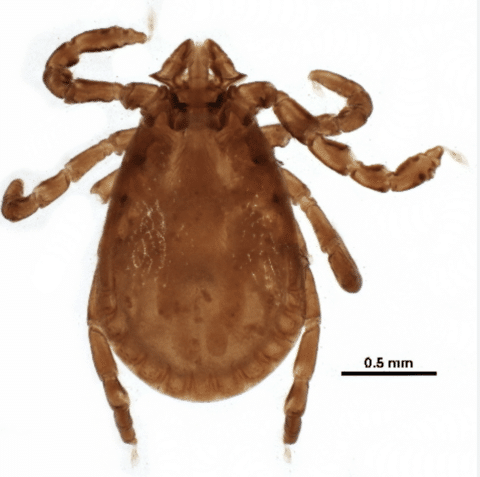 Ticks in Alaska: Understanding the Risks and Species - Sustainable Lyme ...