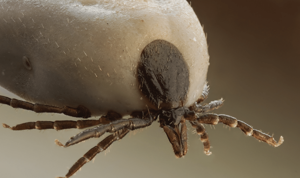 Ticks in Alaska: Understanding the Risks and Species - Sustainable Lyme ...