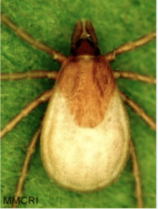 Ticks in Alaska: Understanding the Risks and Species - Sustainable Lyme ...